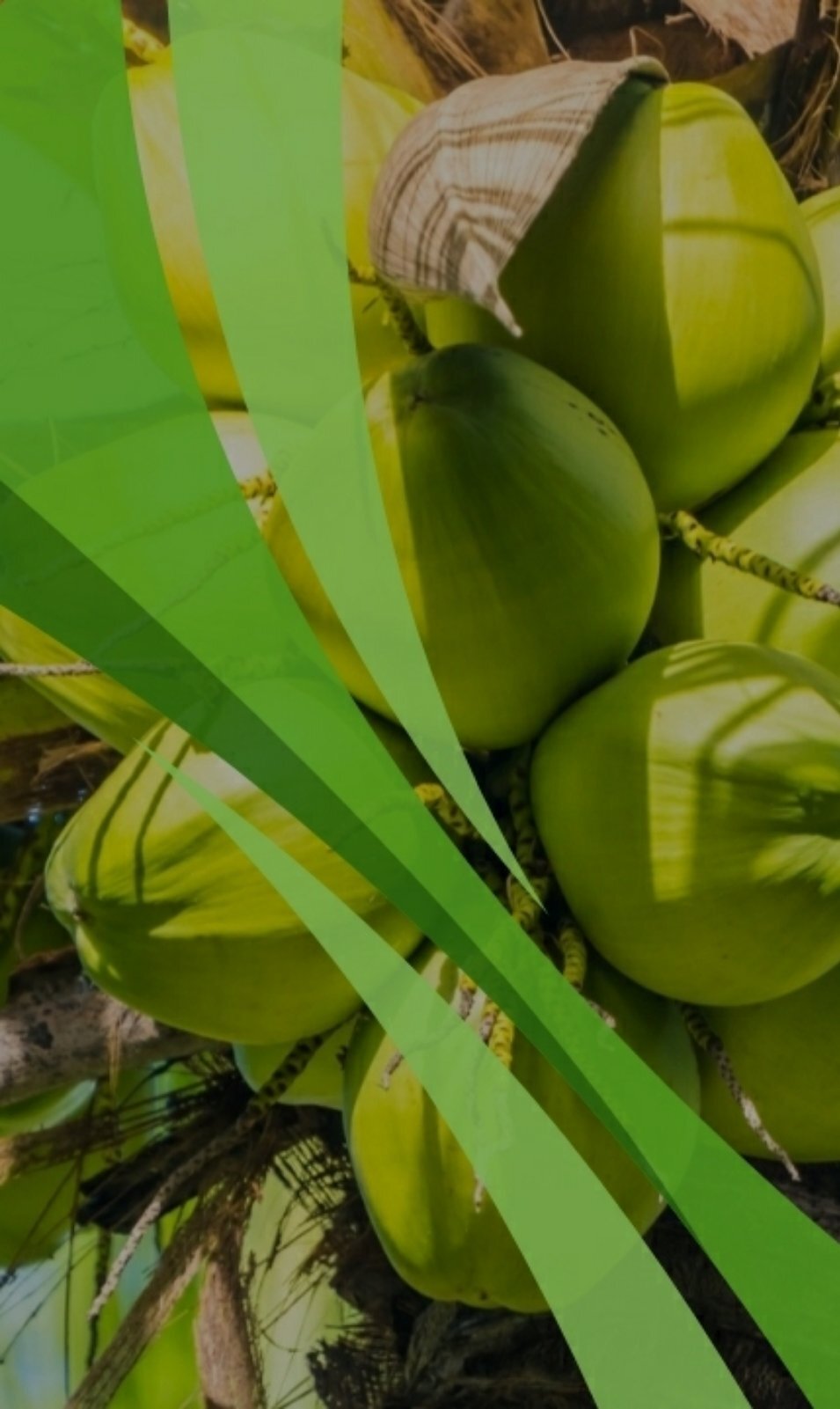 World Coconut Congress + Sustainable Coconut Roundtable 2025 GEVME